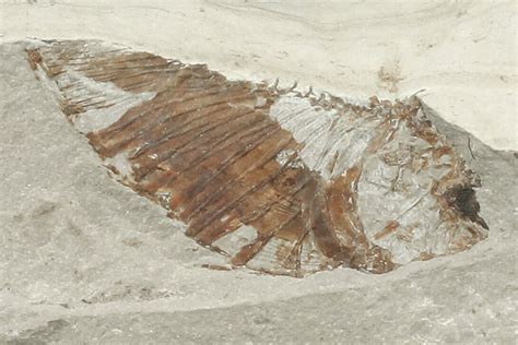 3 3 Soft Bodied Squid Fossil Preserved Tentacles And Ink Sac For Sale