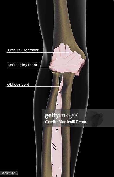 Head Of Radius Annular Ligament