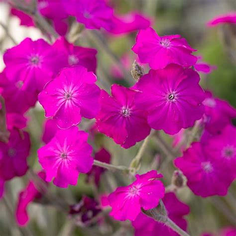 Lychnis