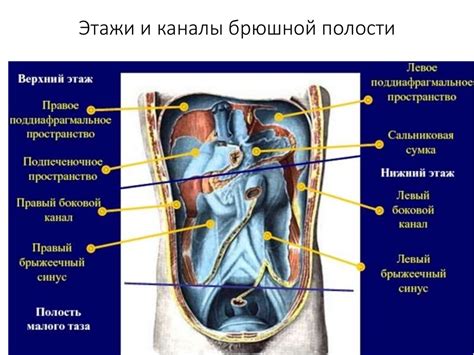 Топографическая анатомия нижнего этажа брюшной полости презентация онлайн