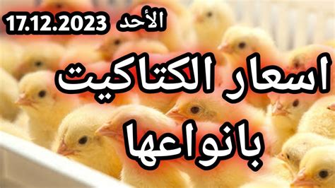 اسعار الكتاكيت البيضة اليوم اباحد الموافق 17121023 Youtube