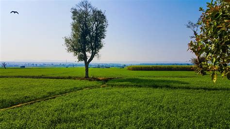 Grass Nature Landscape Free Photo On Pixabay Pixabay