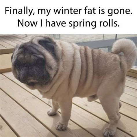 Spring Has Sprung And So Have The Spring Memes 25 Memes