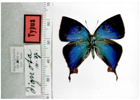 Micandra Dignota Type Specimens