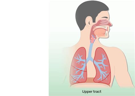 Parts Of Upper Respiratory Tract
