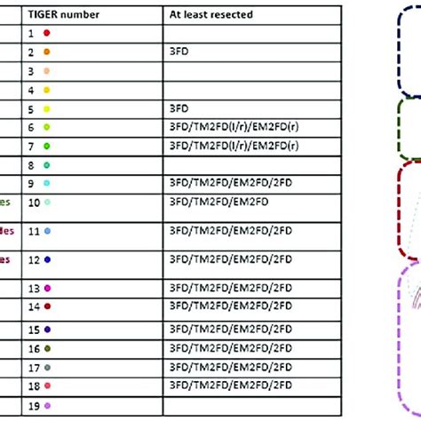 Extent Of The Lymphadenectomy Overview Of Tiger Classification Of