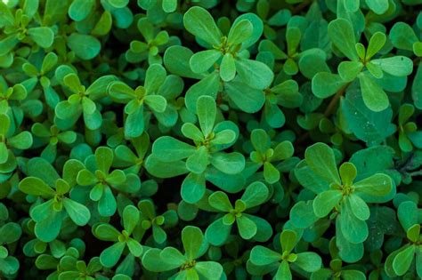 Oklahoma Weeds Identification Guide 2023 The Gardening Dad