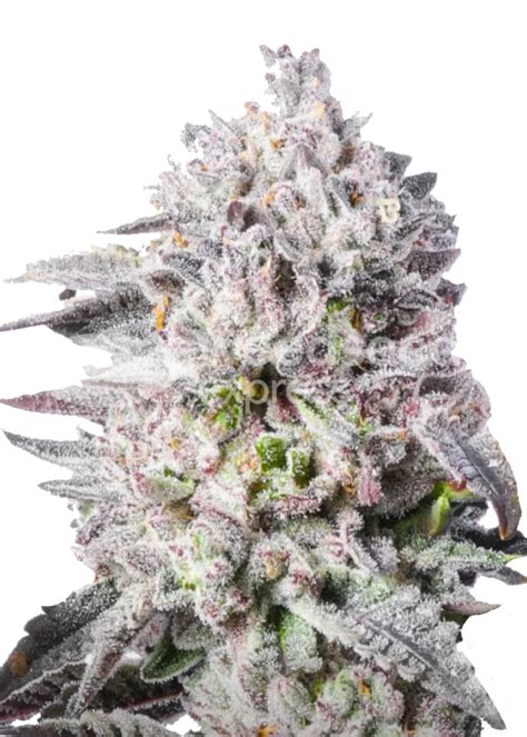 Permanent Marker Feminized Seeds Strain Info Permanent Marker