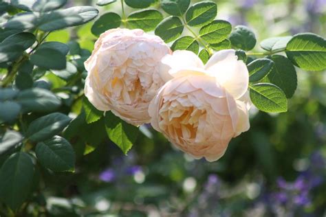 Different Types Roses Different Types