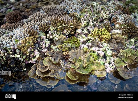Close Up Underwater Soft Coral On The Tropical Coral Reef At Hon Yen