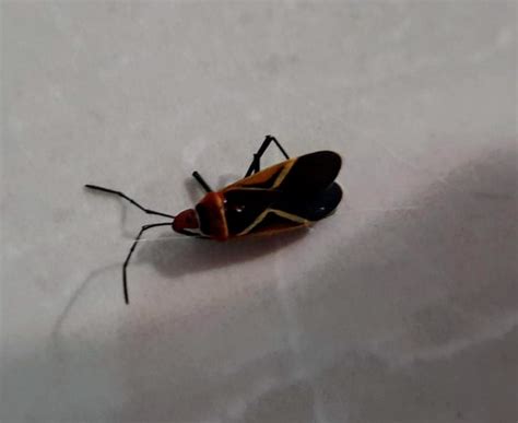 Any Idea What Bug Is This Singapore Bug Size Is Around 1 5 To 2cm