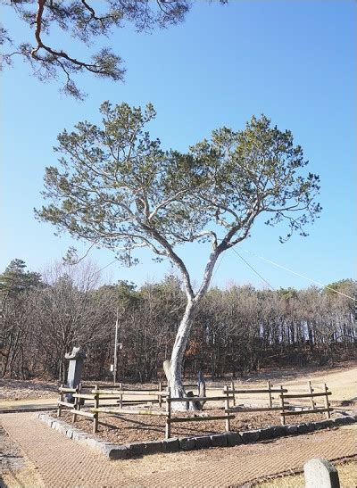 흰 소나무 네이버 포스트