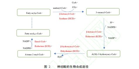 神经酸的生物合成途径 陕西恒植源 哔哩哔哩