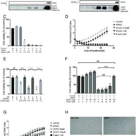 Epac1 Inhibition Does Not Affect Isolated Mitochondria Respiration Of