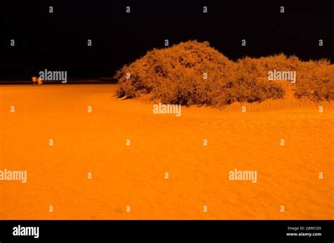 Shrubs Traganum Moquinii And Couple Walking On The Beach At Night