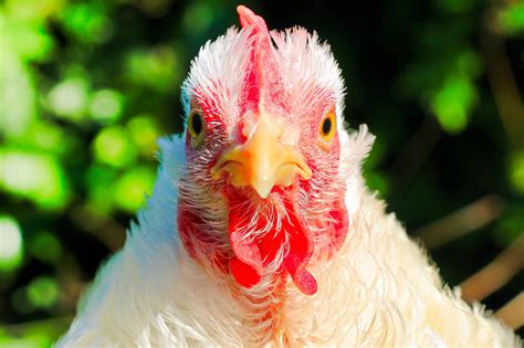Poulet Poule La Volaille Photo Gratuite Sur Pixabay Pixabay