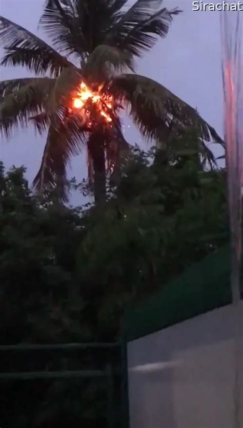 Fire Engulfs Palm Tree After Lightning S Stock Video Pond5