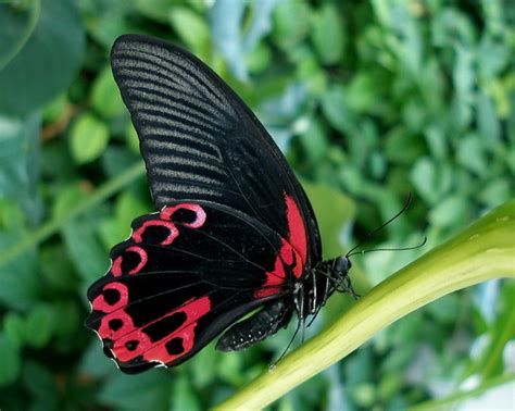 Papilio Rumanzovia Alchetron The Free Social Encyclopedia