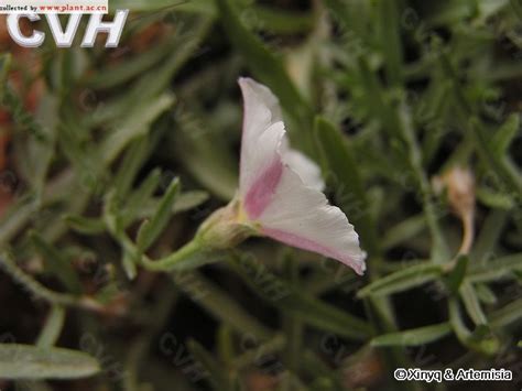 Convolvulus Ammannii Desr