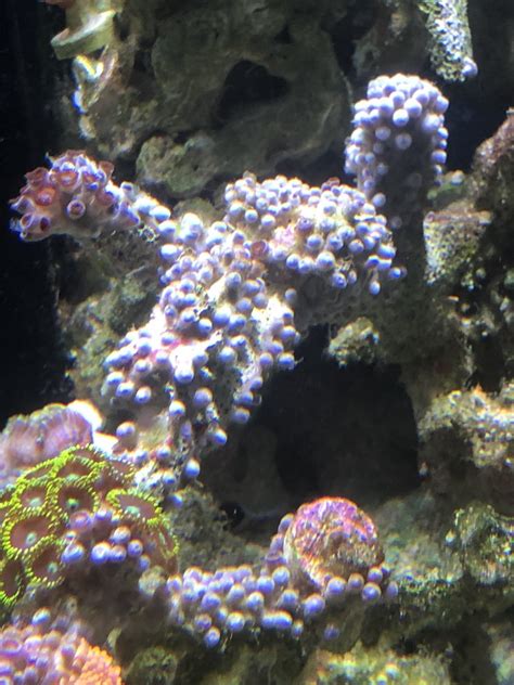 Zoas Reef2reef