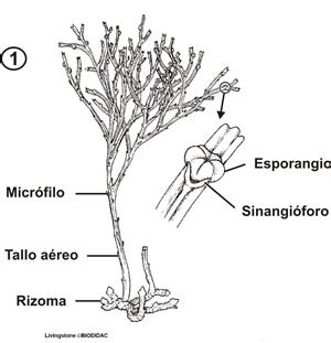 Embryophytas Psilophyta