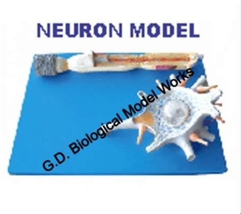 Nerve Ending Synapses Model Neuron Model Spinal Cord With Nerve Branches Anatomy Model At Rs