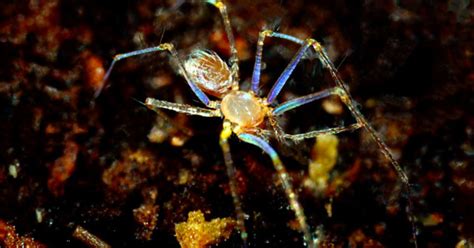 ‘눈 없는 거미 최초 발견…먹이는 어떻게 찾을까