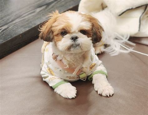 강아지가 짖는이유 강아지 짖음 훈련 행동교정하기 네이버 블로그 강아지가 짖는이유 강아지 짖음 훈련 행동교정하기 네이버 블로그