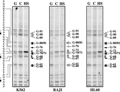 Activation Of HSE Binding Activity In K562 Raji And HL60 Cells A