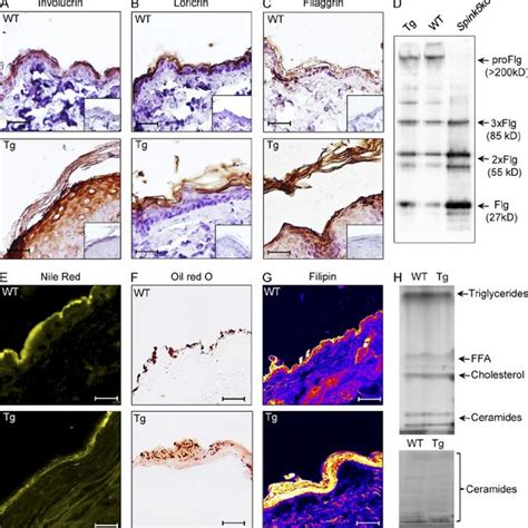 A Schematic Illustration Of The Sample Preparation Tof Sims Analysis