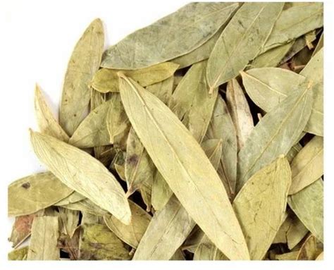 Brown Cassia Angustifolia Leaves Packaging Type Poly Bag At ₹ 1400kg In Dehradun