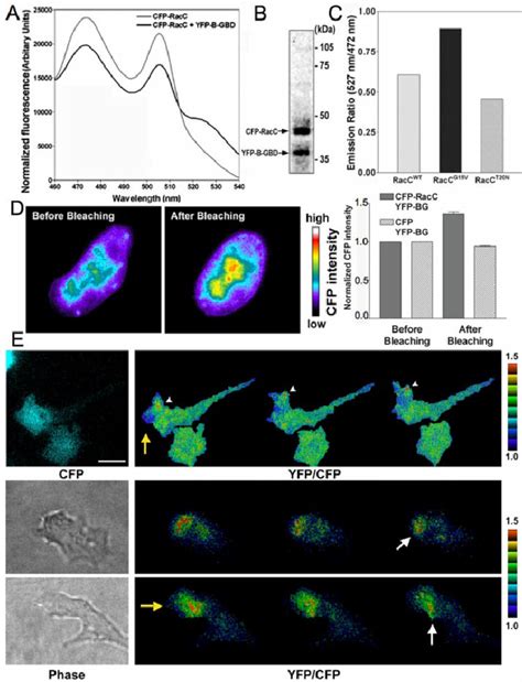 Spatial Regulation Of Racc Activity In Living Cells Download Scientific Diagram