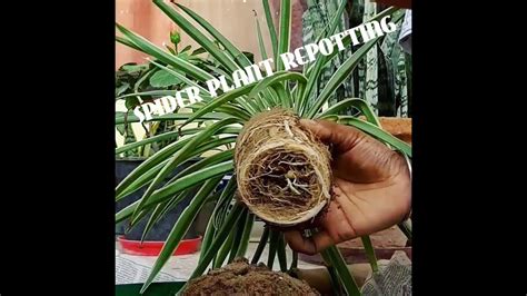 Spider Plant Repotting Youtube