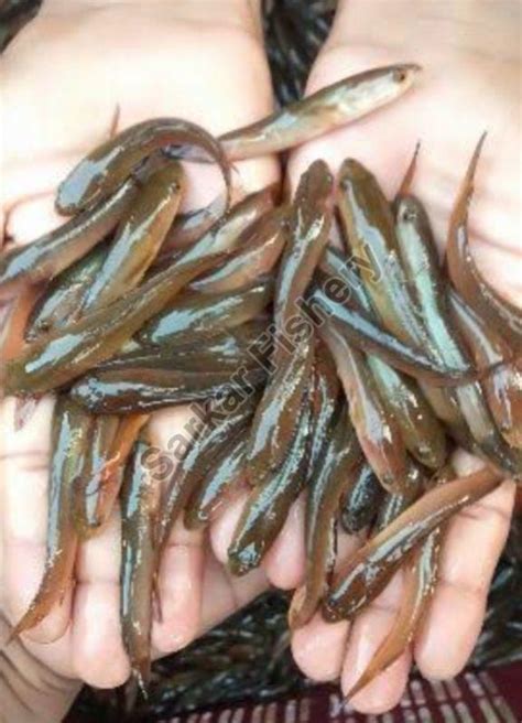 Murrel Fish Seeds Style Alive At Rs 4 In North 24 Parganas Id 6934166