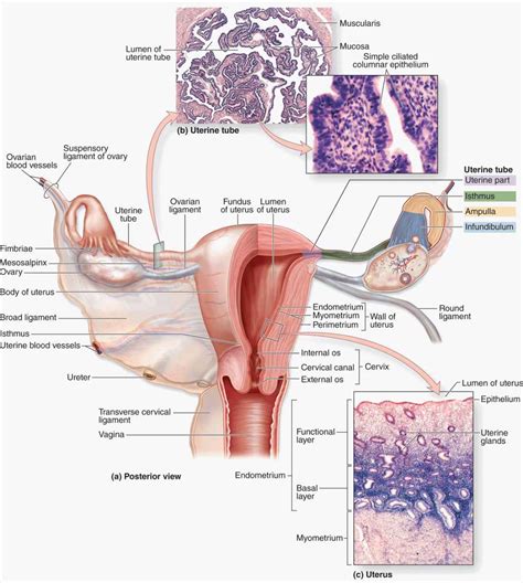 Peritoneal Cavity Female Reproductive System