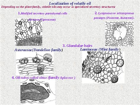 Презентация Lecture 1 Volatileoils