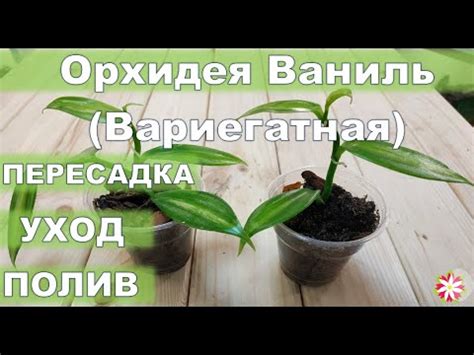 Орхидея Ваниль Вариегатная, пересадка, уход, полив, личный опыт. - YouTube