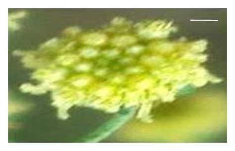 Morphological And Physiological Alterations In Artemisia Annua Download Scientific Diagram