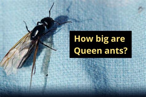 Queen Ant Wings