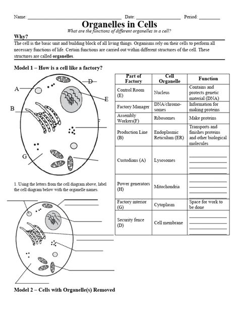 Ws Cell Organelle Pogil 23 24 Pdf Cell Biology Organelle