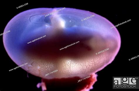 Rat Embryo 145 Days Into Its Gestation Period In Sac With Placenta