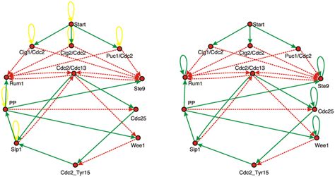 Boolean Network Model Of The Fission Yeast Cell Cycle Regulation Nodes
