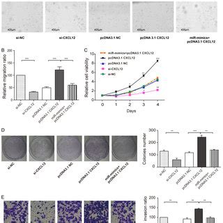 MiR 130a 3p Target CXCL12 Resulted In Suppressed CNE 2Z Cell Migration