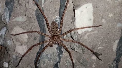Giant Huntsman Spiderheteropoda Maxima Youtube
