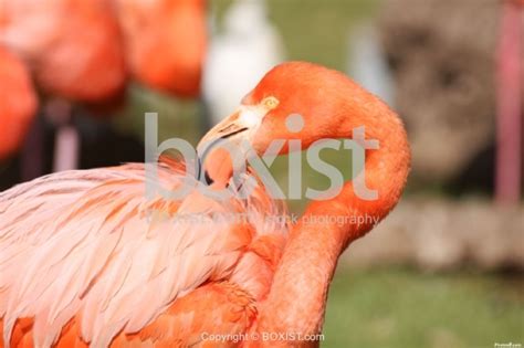 Lesser Flamingo Cleaning Feather Photography Sam Mugraby