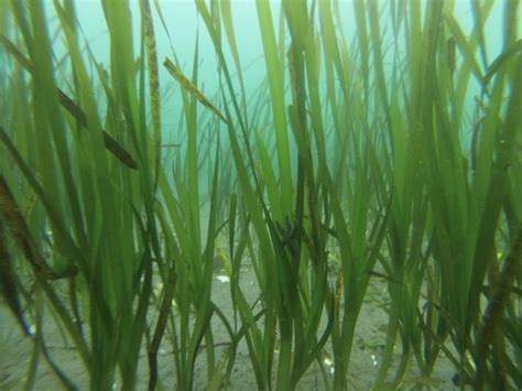 Eelgrass Zostera Marina Botanical Realm