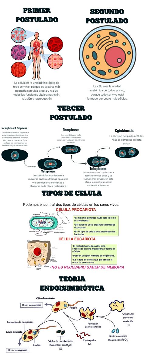 Infografia Teoria Celular Tipos De Celula Endosimbiótica Diapositivas