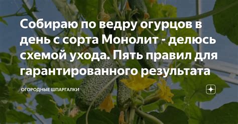 Собираю по ведру огурцов в день с сорта Монолит - делюсь схемой ухода ...