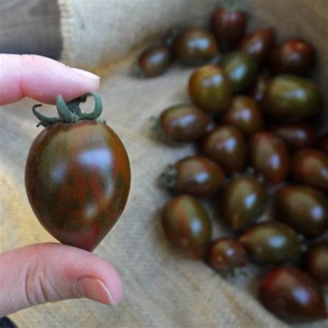 Chocolate Sprinkles F1 Untreated Tomato Seeds Osborne Farm Seeds