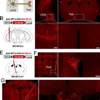 MC4Rs Do Not Localize To Presynaptic Axon Terminals Of VSUB Neurons In